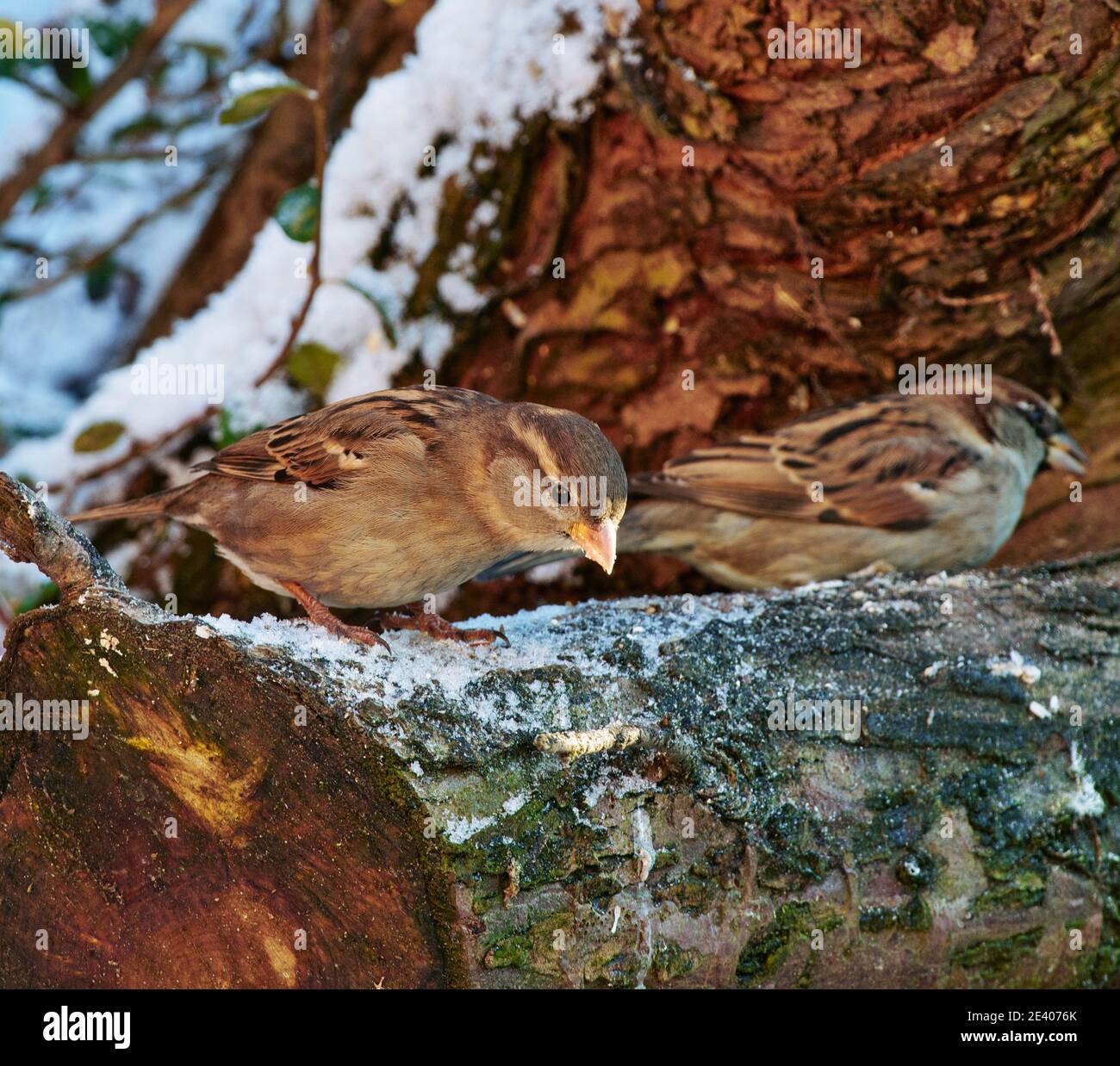 Garden Birds In Britain High Resolution Stock Photography and Images ...
