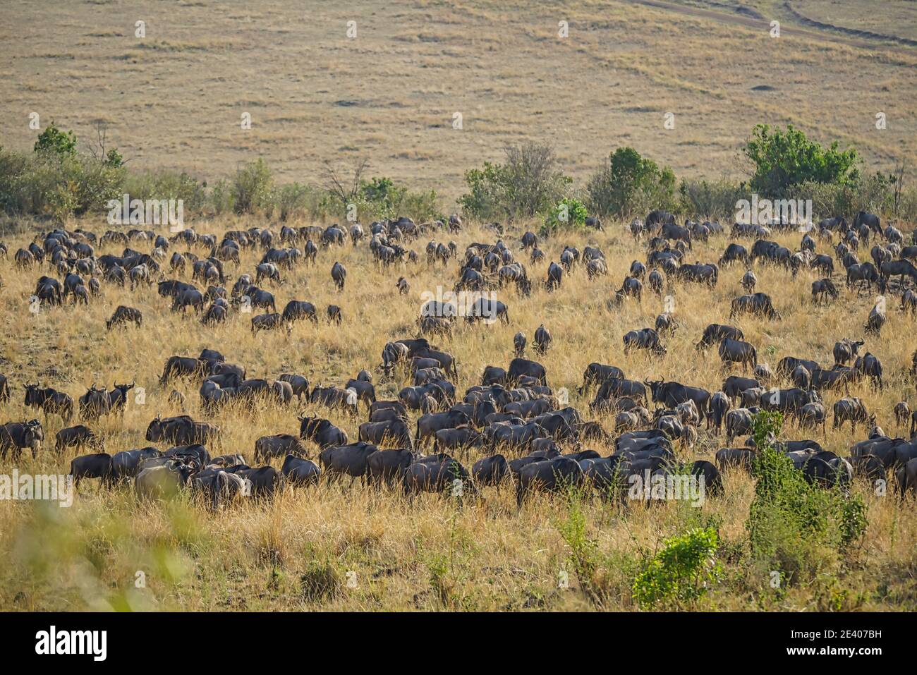 Blue wildebeest eating grass hi-res stock photography and images - Alamy