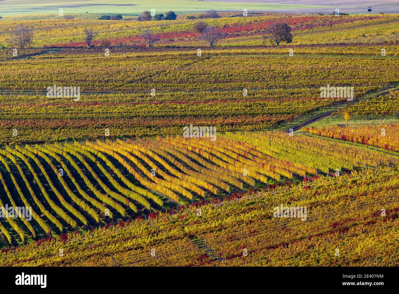 Autumn in moravian vineyards near Velke Bilovice, Southern Moravia ...