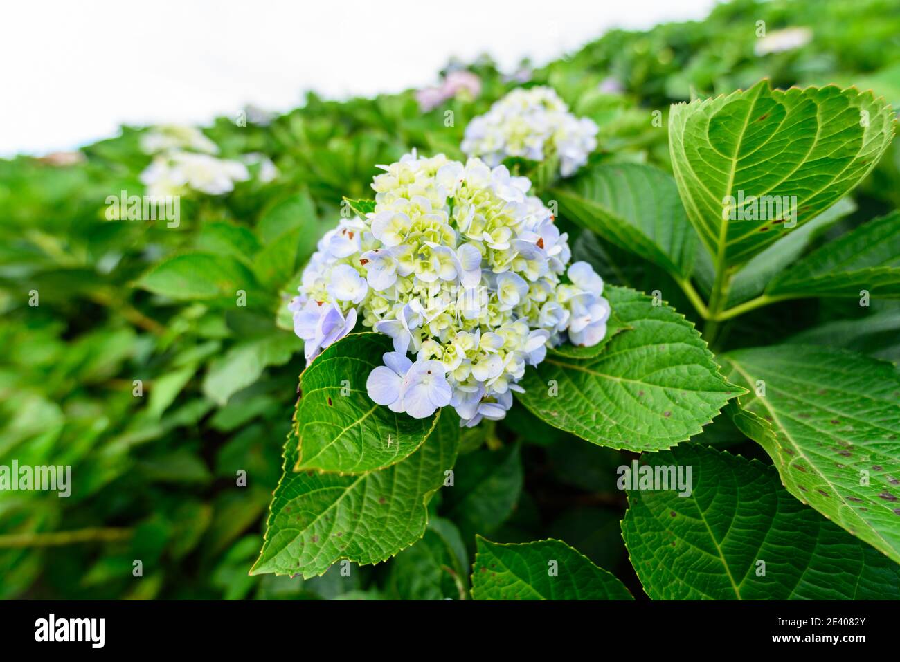 Fresh Hydrangea flower field garden on the mountain Stock Photo - Alamy