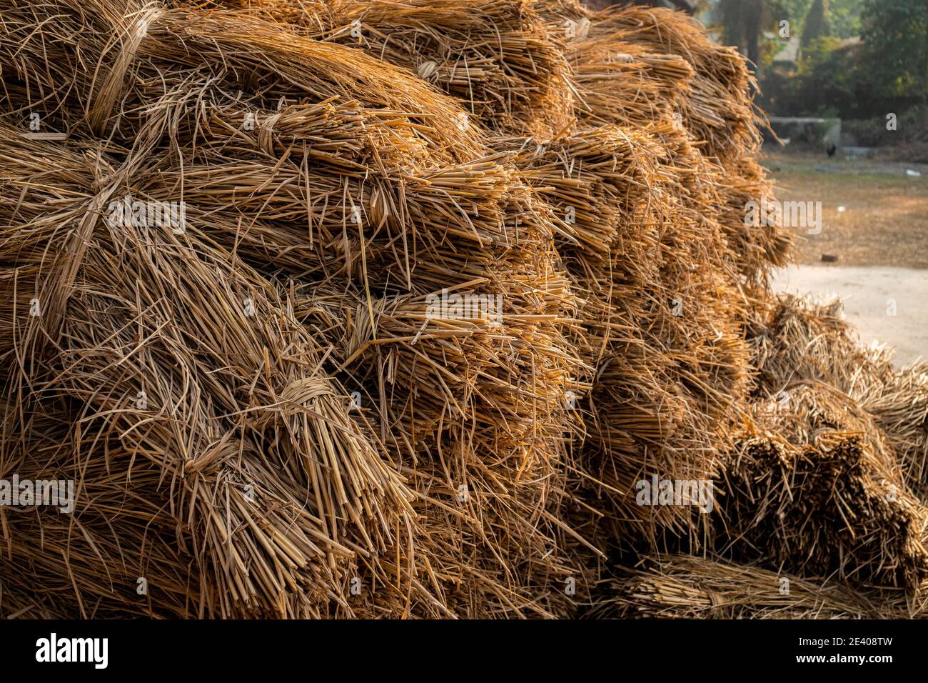 Stacks of dry straw collected for animal feed Stock Photo - Alamy