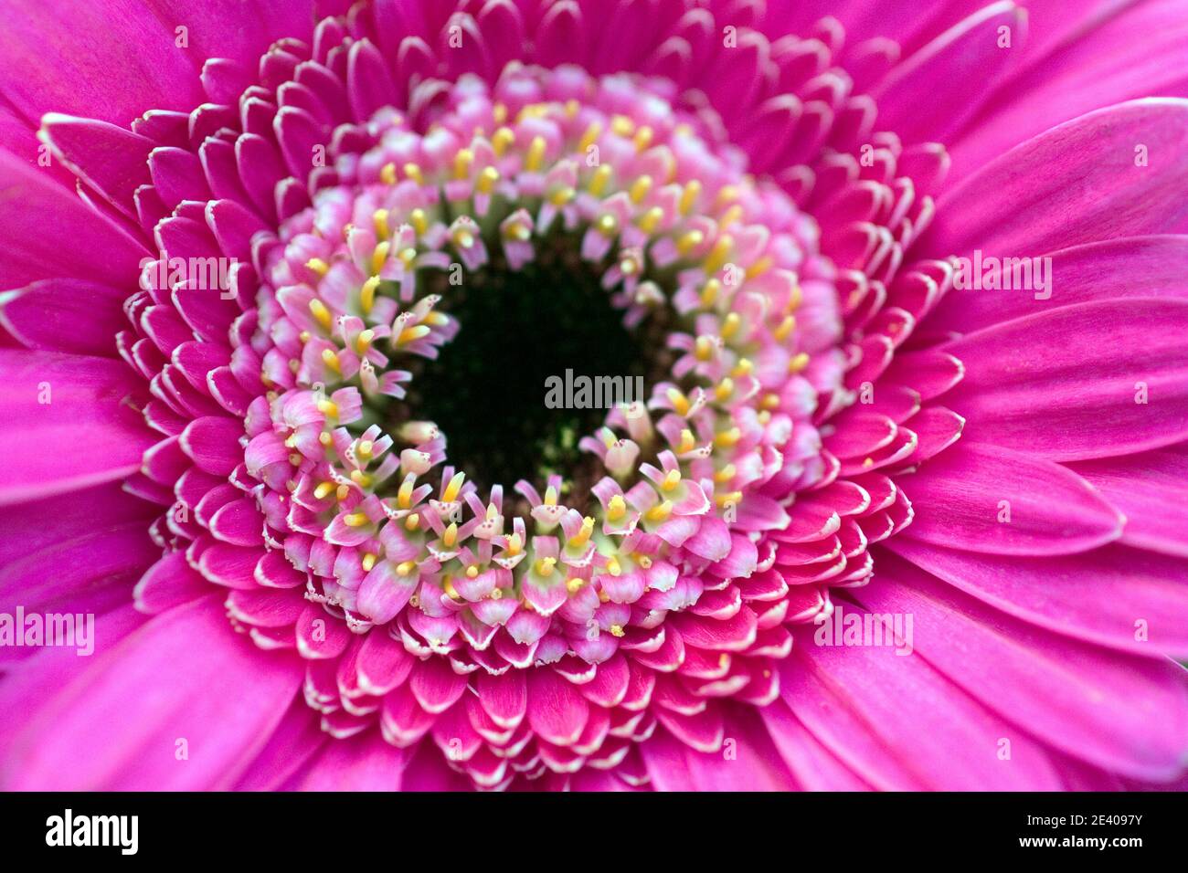 Abstract like insect hi-res stock photography and images - Alamy