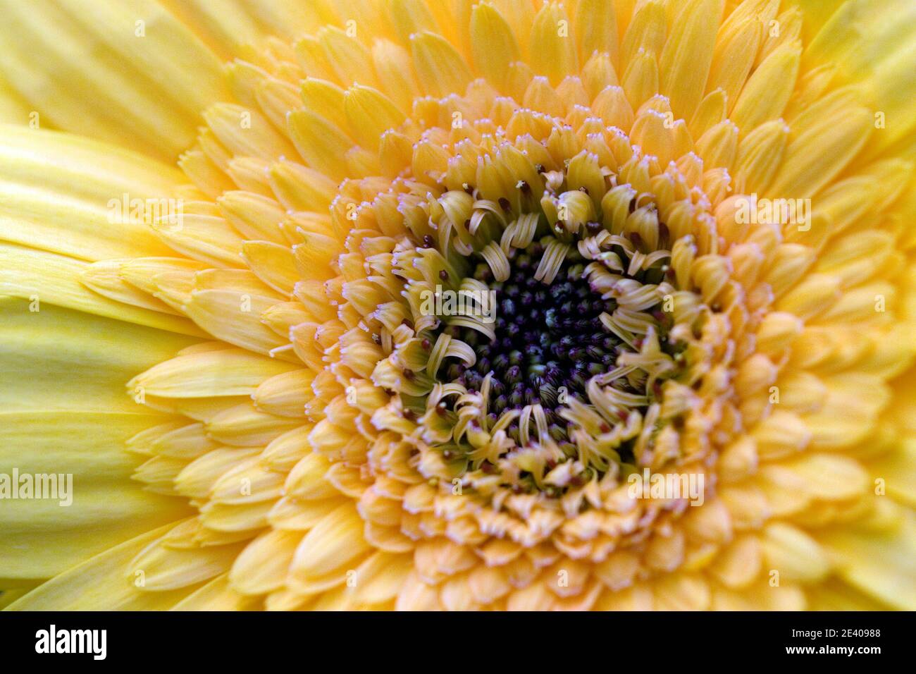Gerbera flower with bee hi-res stock photography and images - Alamy