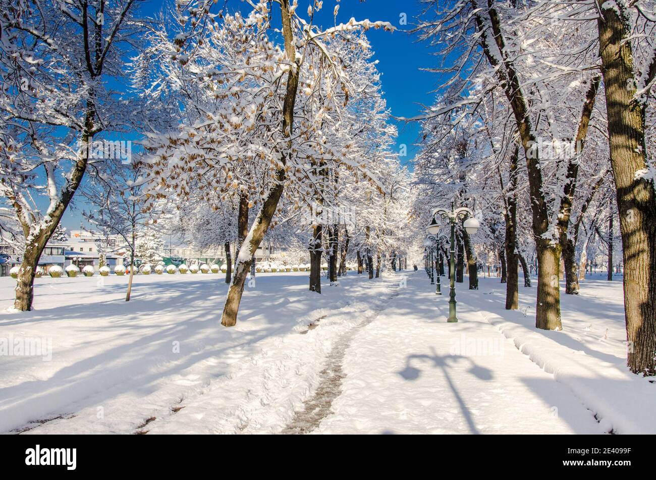 Snow, Winter trees - Bitola city park, Macedonia Stock Photo - Alamy