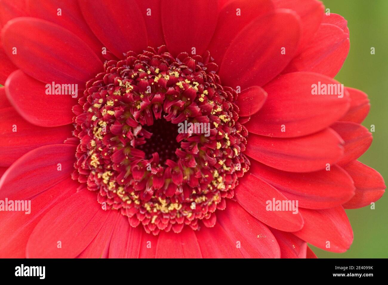 Gerbera flower head with green background Stock Photo - Alamy