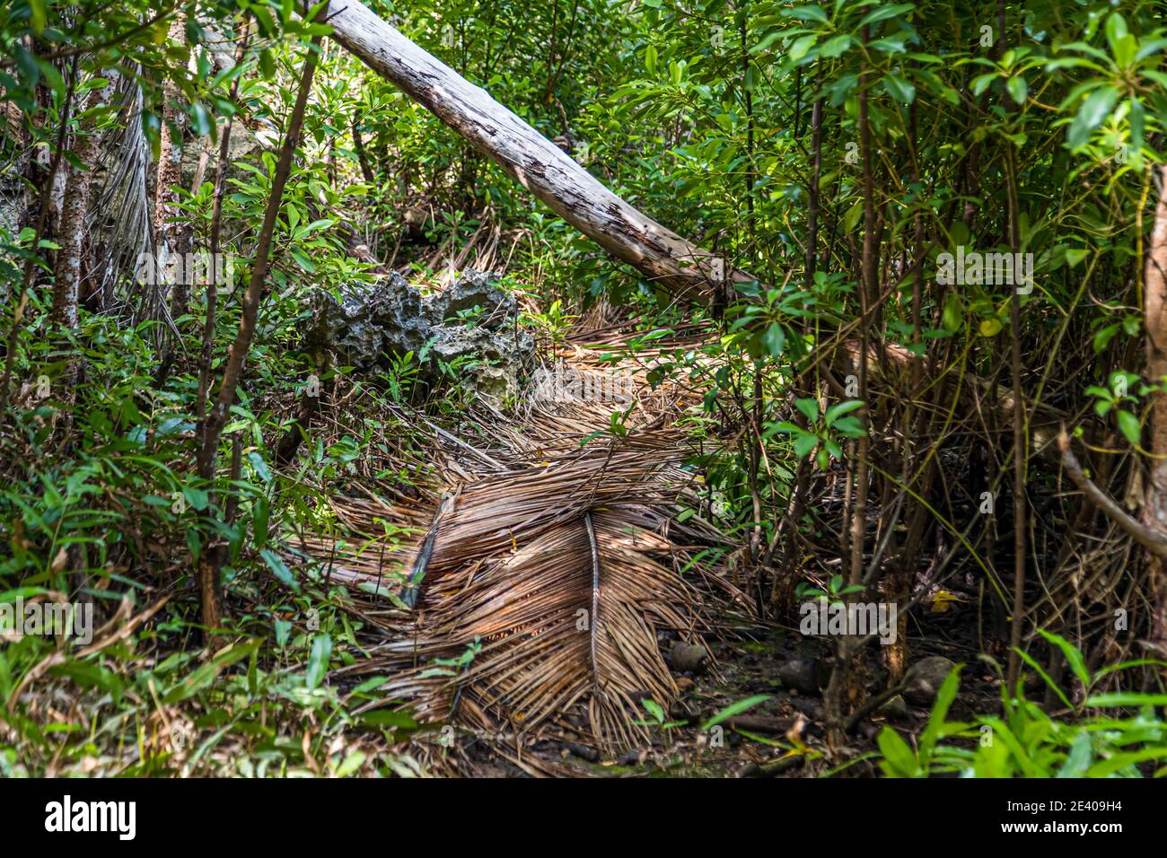 Papua cannibal hi-res stock photography and images - Alamy