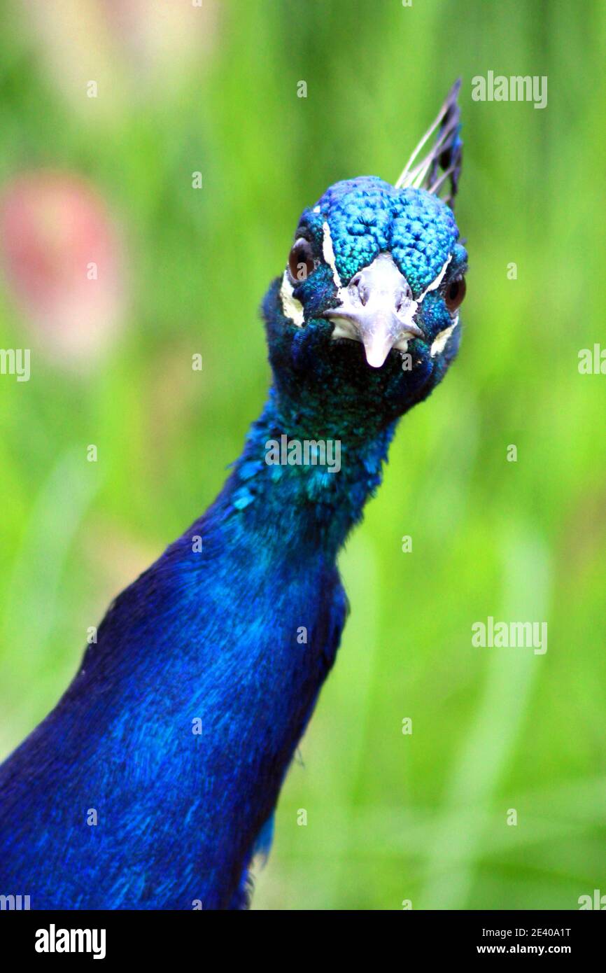 Vertical shot exotic peacock hi-res stock photography and images - Alamy