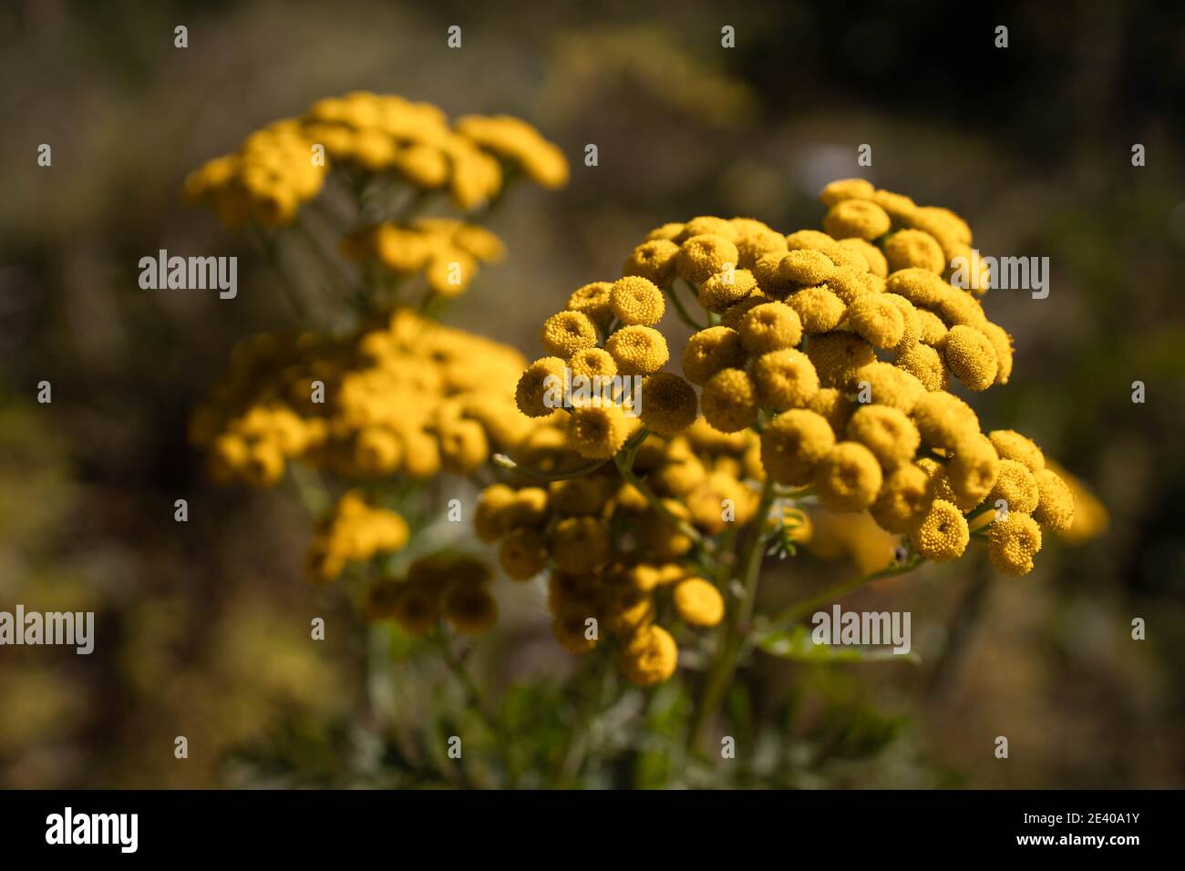 Tansy close hi-res stock photography and images - Alamy