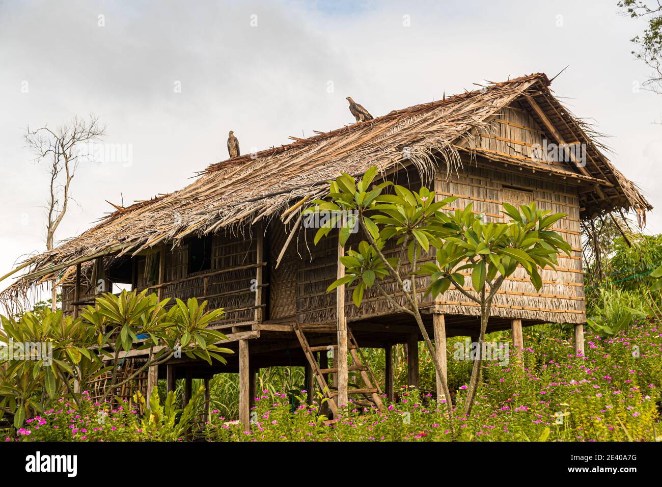 Papua new guinea tree house hi-res stock photography and images - Alamy