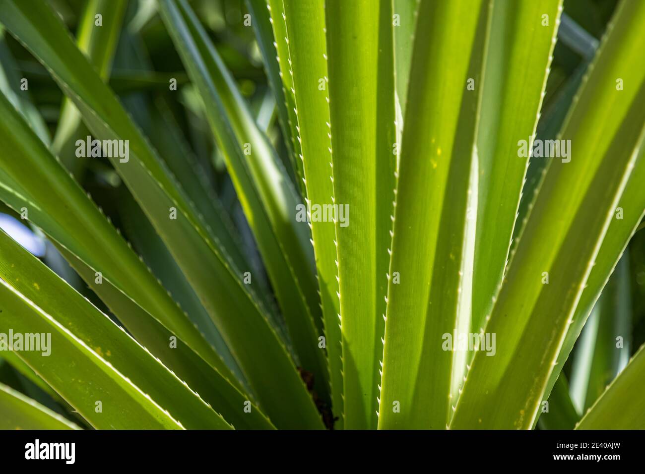 Pandanus tree in Deboyne Islands, Papua New Guinea Stock Photo - Alamy