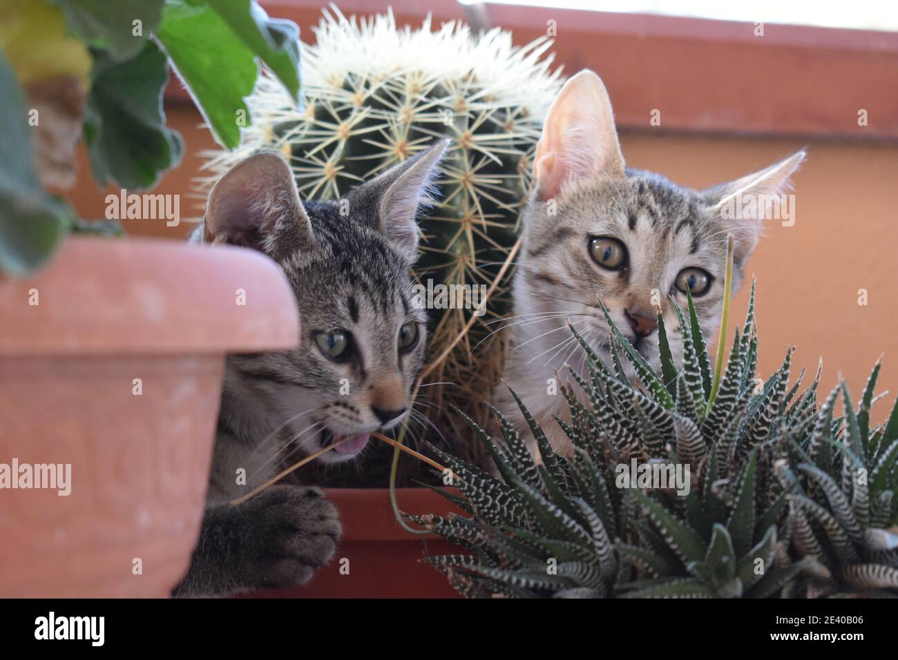 Feline cactus hi-res stock photography and images - Alamy