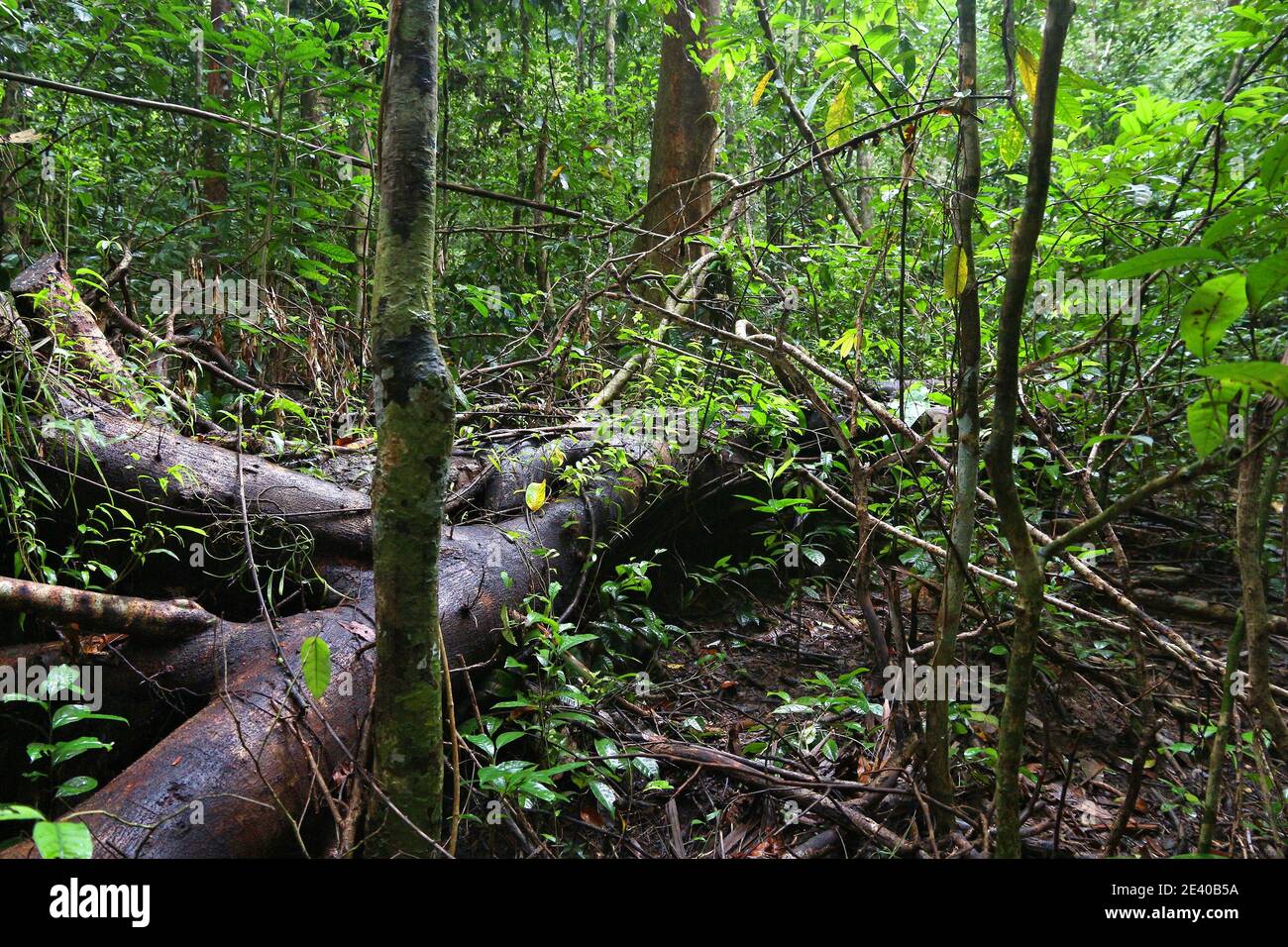 Rainforest flora in Palawan island, Philippines. Tropical karst ...