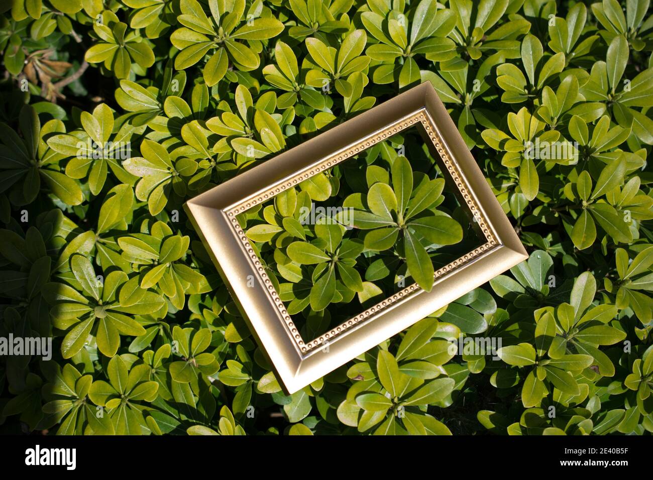 High angle shot of a golden frame on a beautiful green bush Stock Photo ...