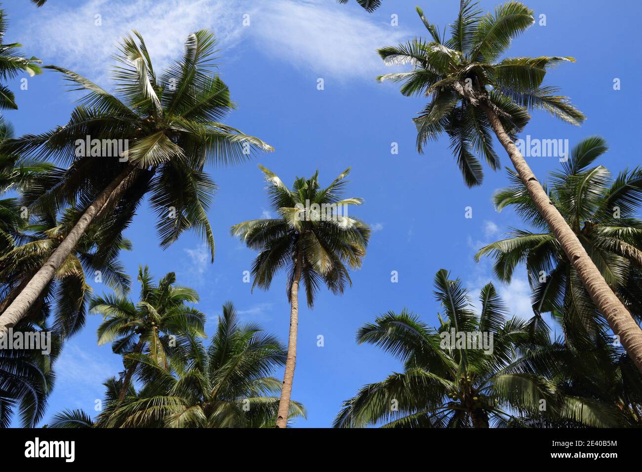 Palm trees of Palawan. Natural landscape in Philippines Stock Photo - Alamy