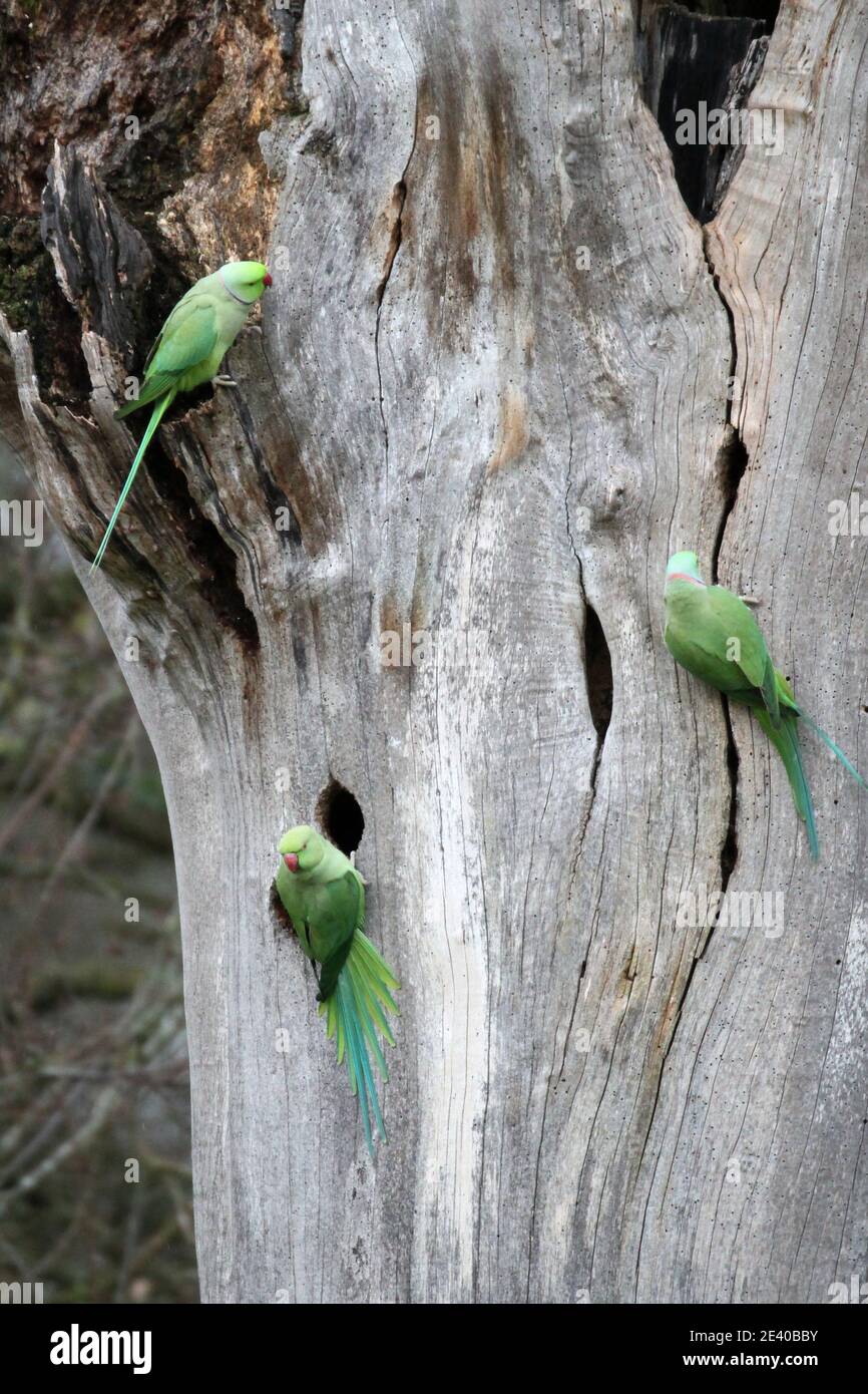Parakeets london winter hi-res stock photography and images - Alamy