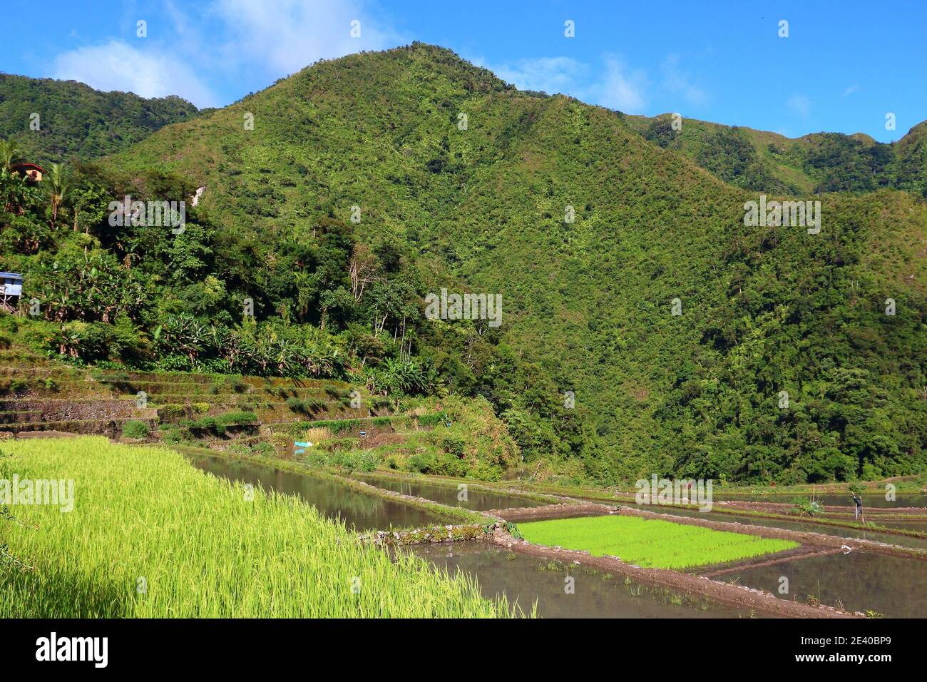 Rice fields in Philippines. Rice paddies valley of Batad Stock Photo ...
