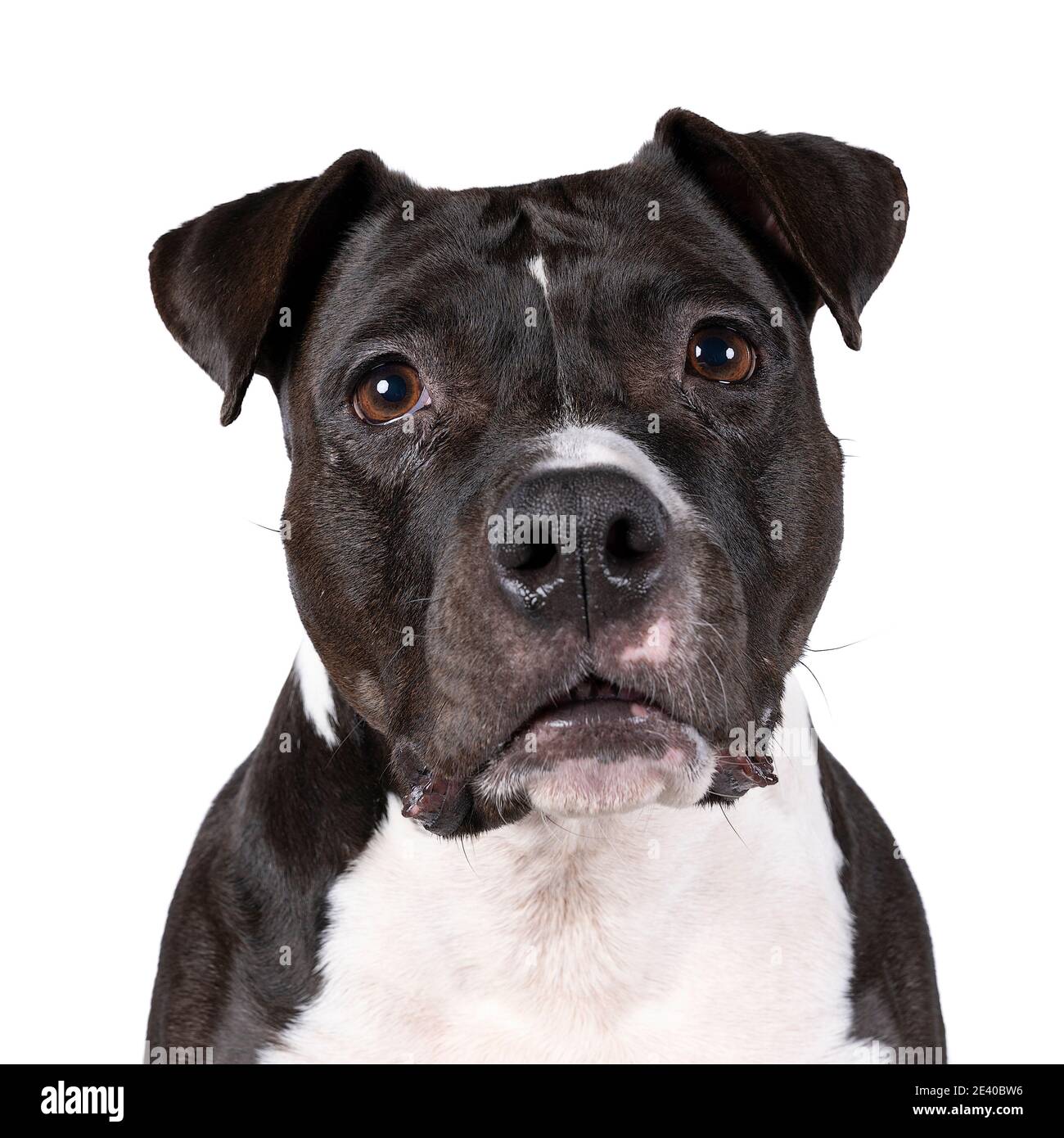 Portrait of brown American Staffordshire terrier (amstaff) sitting ...