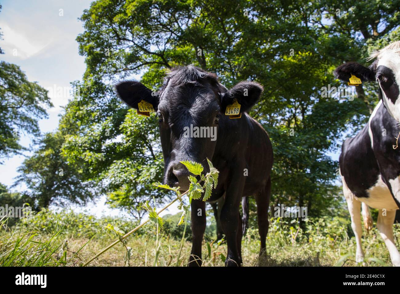 Irish cow cows ireland hi-res stock photography and images - Alamy