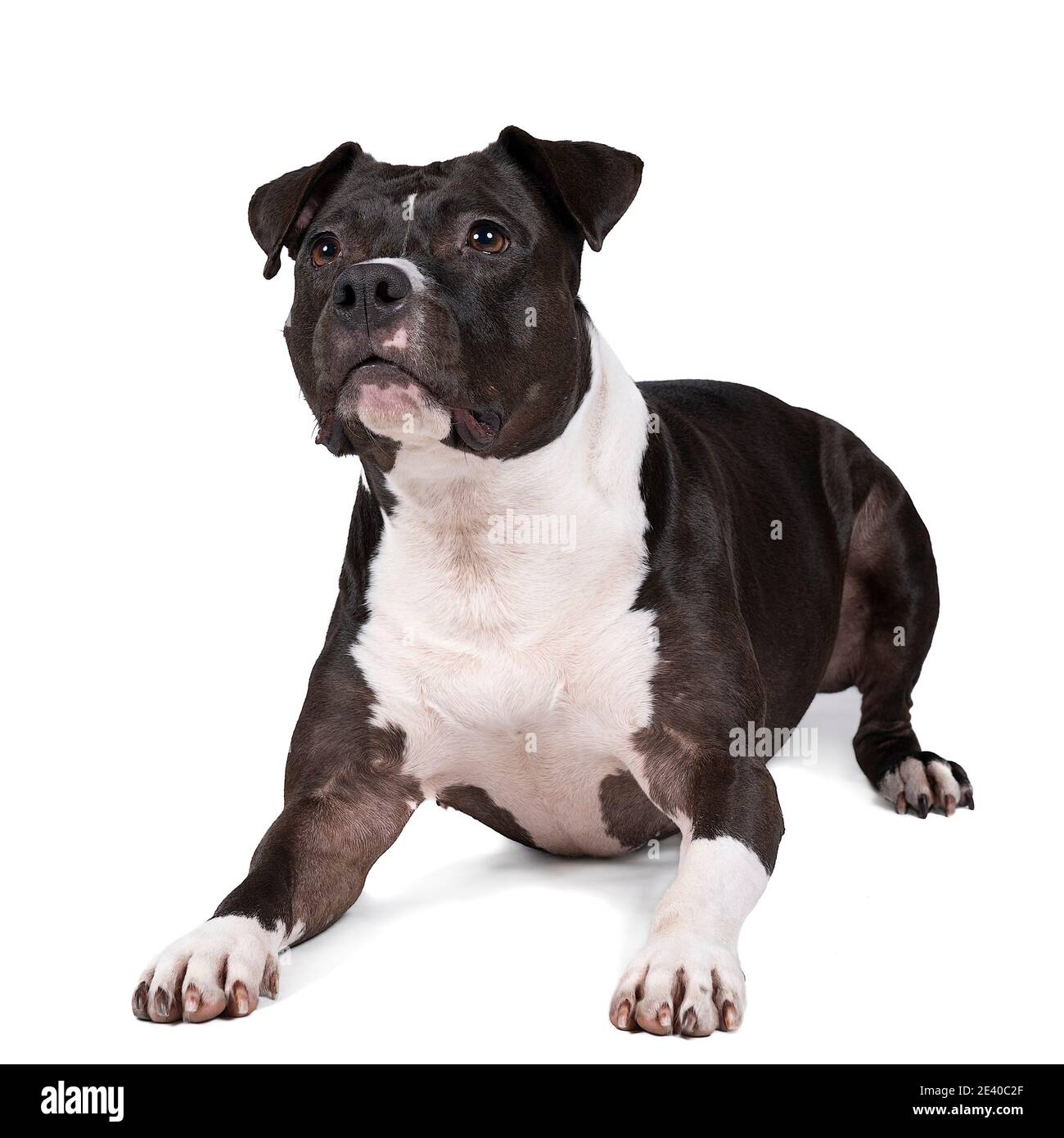 American Stanford Terrier