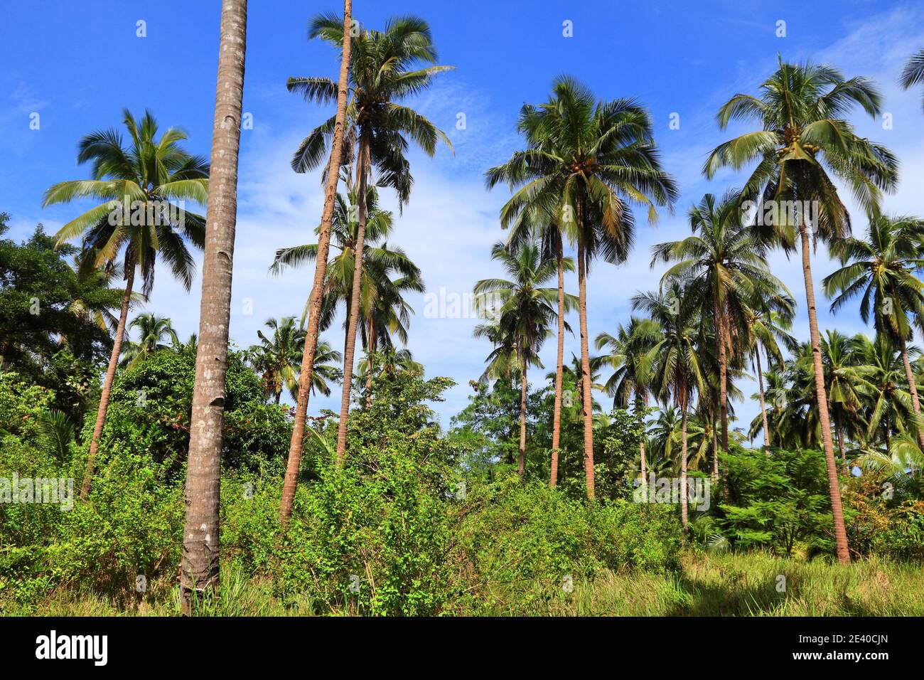 Palm trees of Palawan. Beautiful landscape in Philippines Stock Photo ...