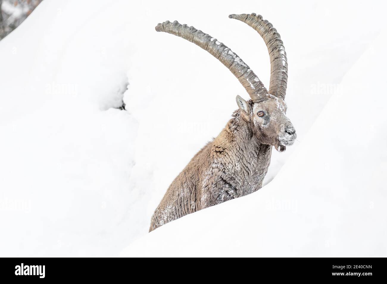 Mighty ibex capra hi-res stock photography and images - Alamy