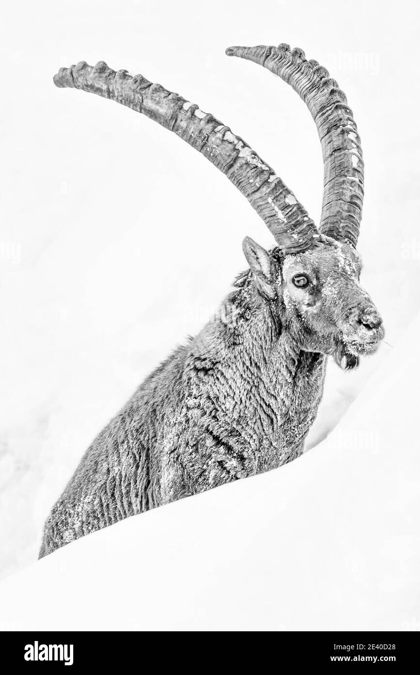 Alpine Ibex Drawing