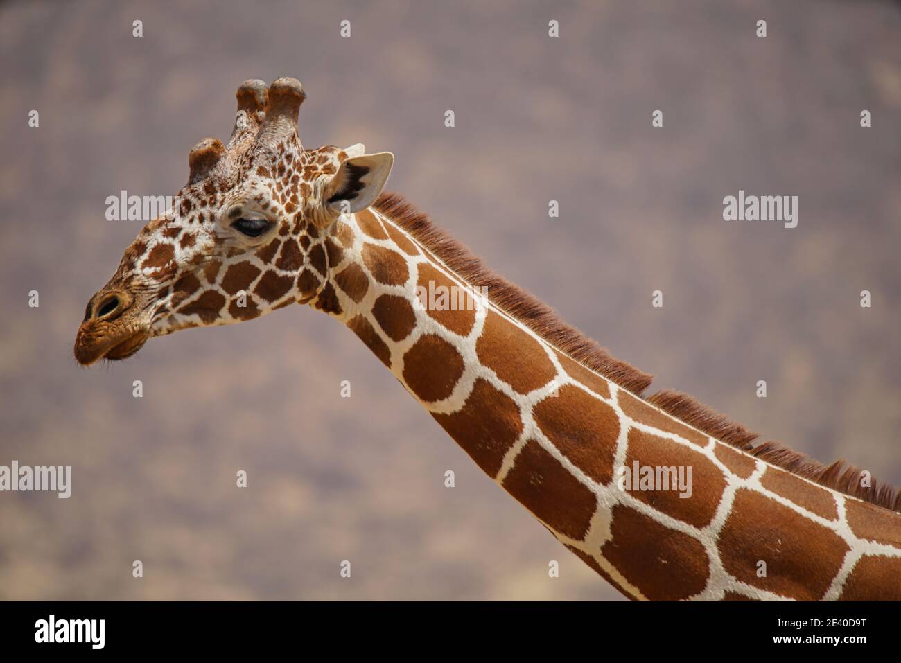 Giraffes face and neck hi-res stock photography and images - Alamy