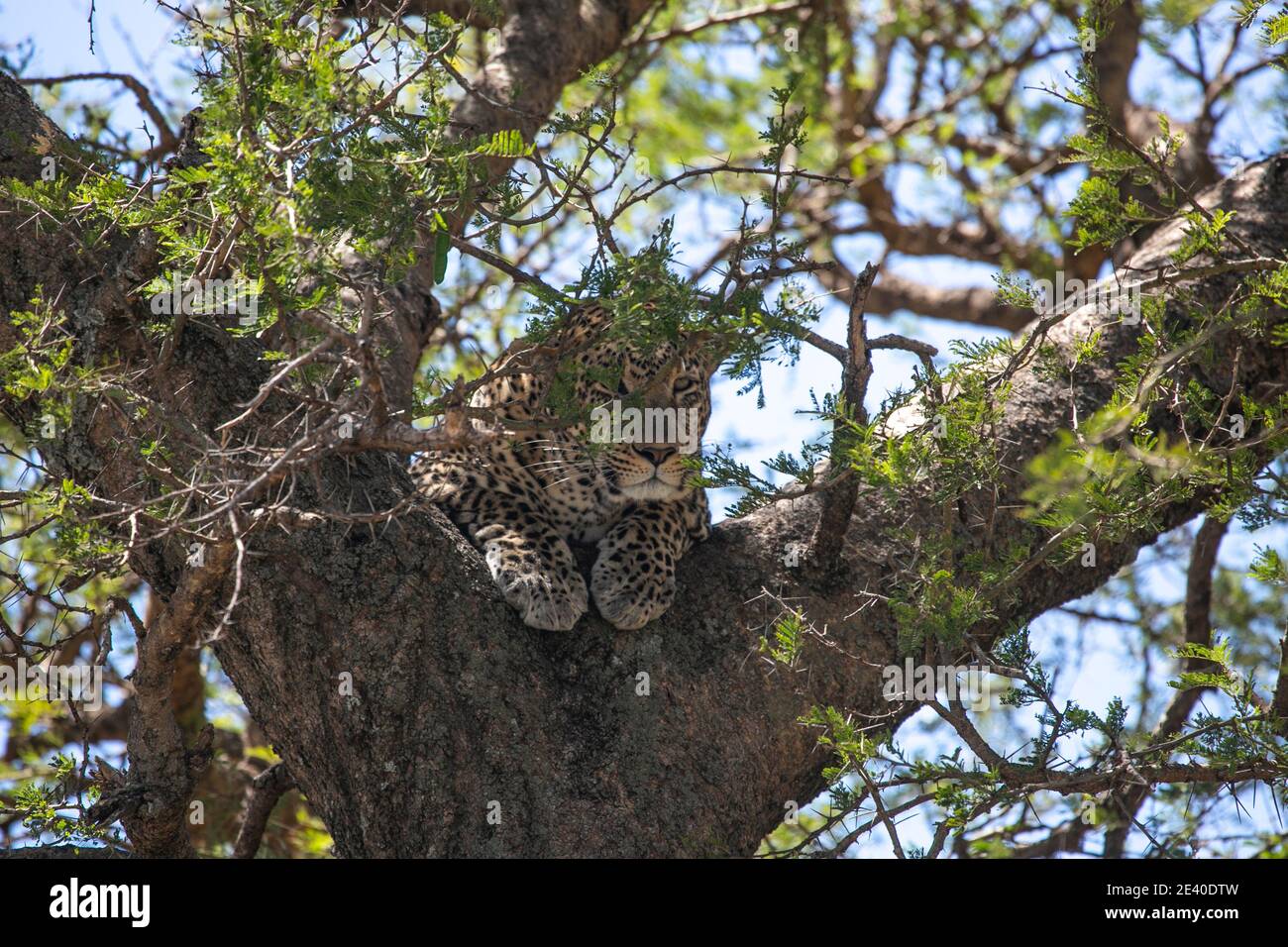 Leopard hunt tree hi-res stock photography and images - Alamy