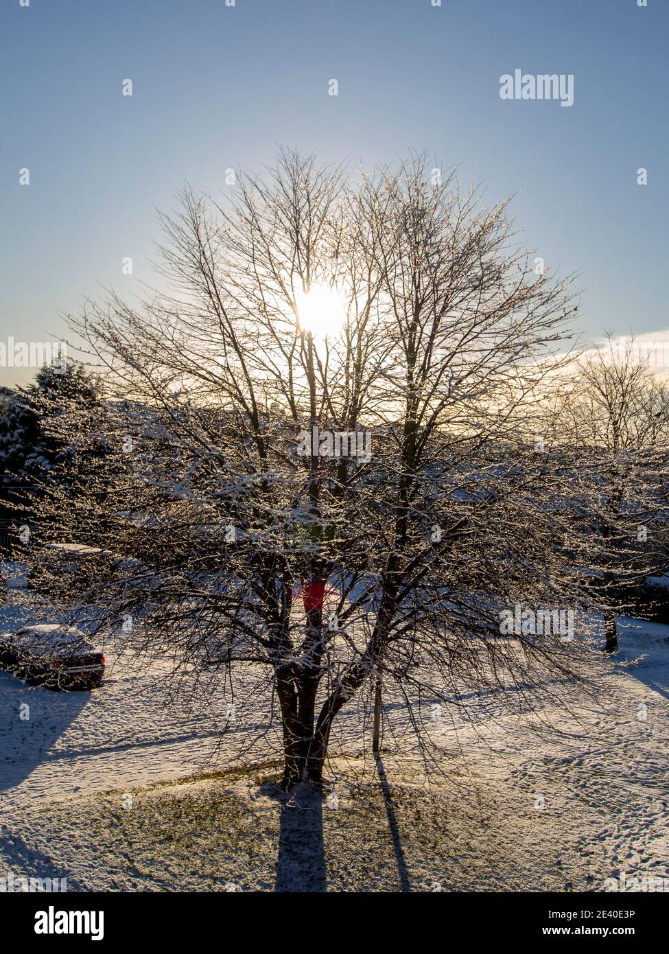 Sunlight shining through the branches of a tree Stock Photo - Alamy