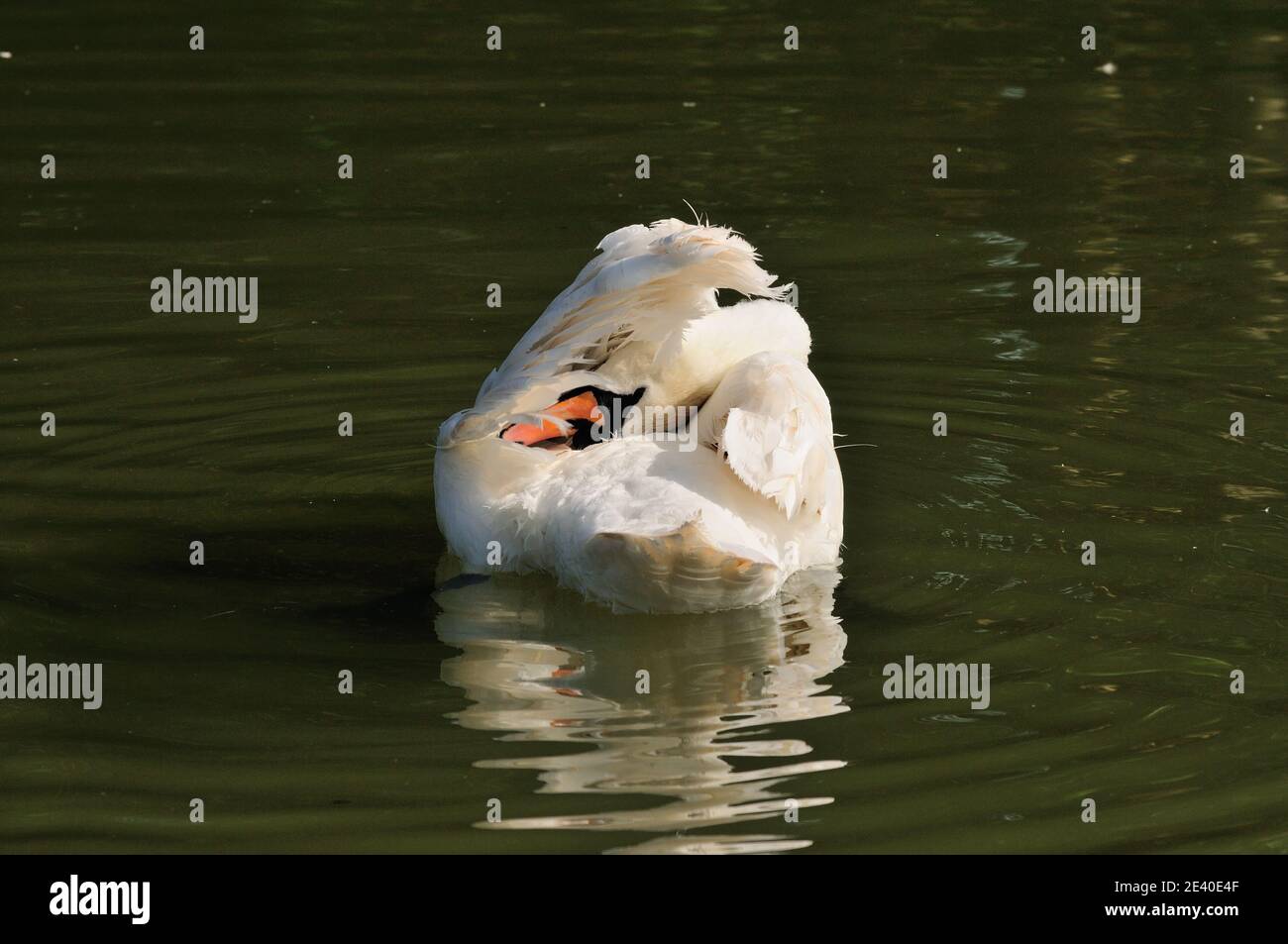A mute swan preening Stock Photo - Alamy