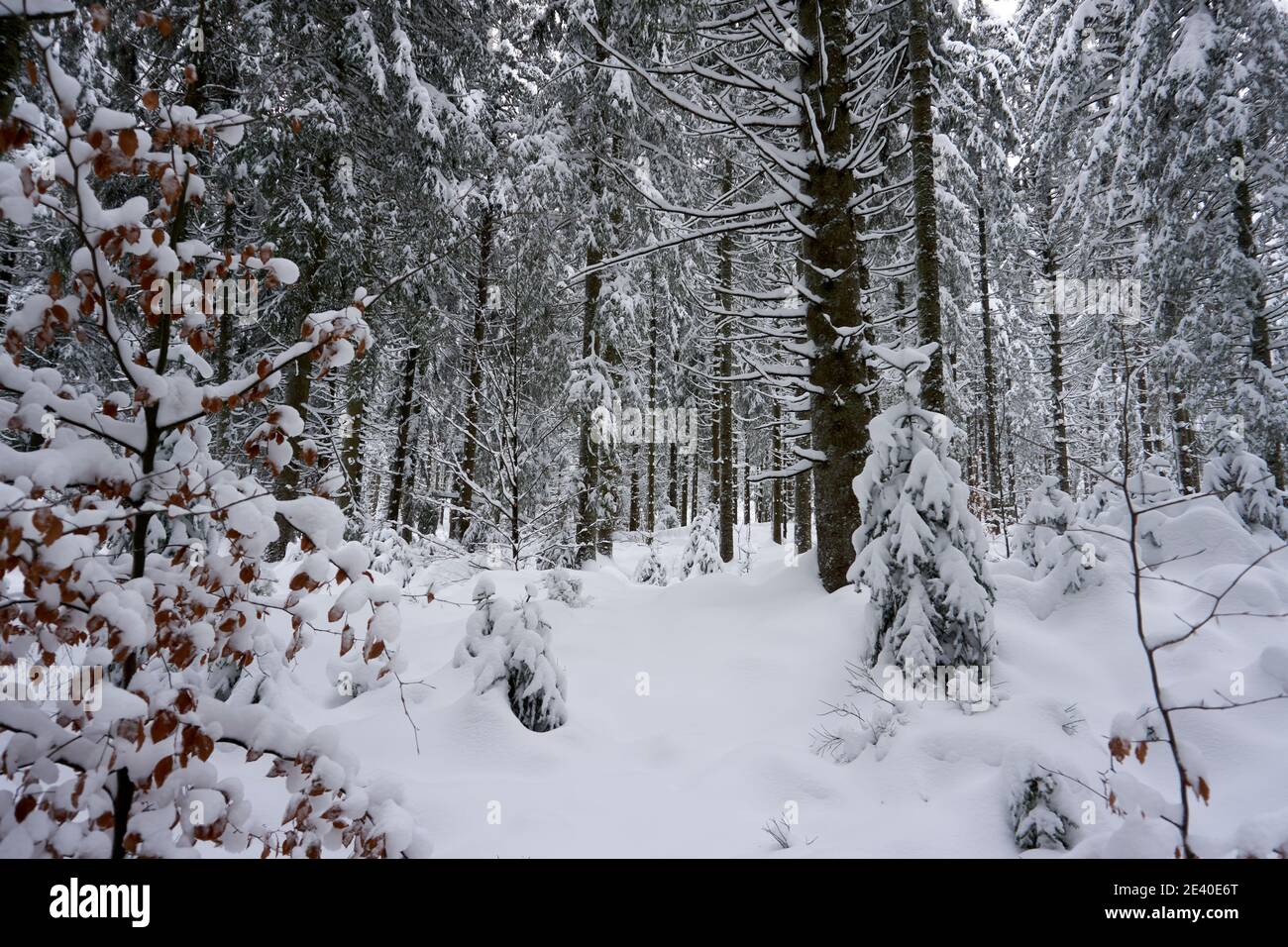 Mesmerizing shot beautiful snow hi-res stock photography and images - Alamy