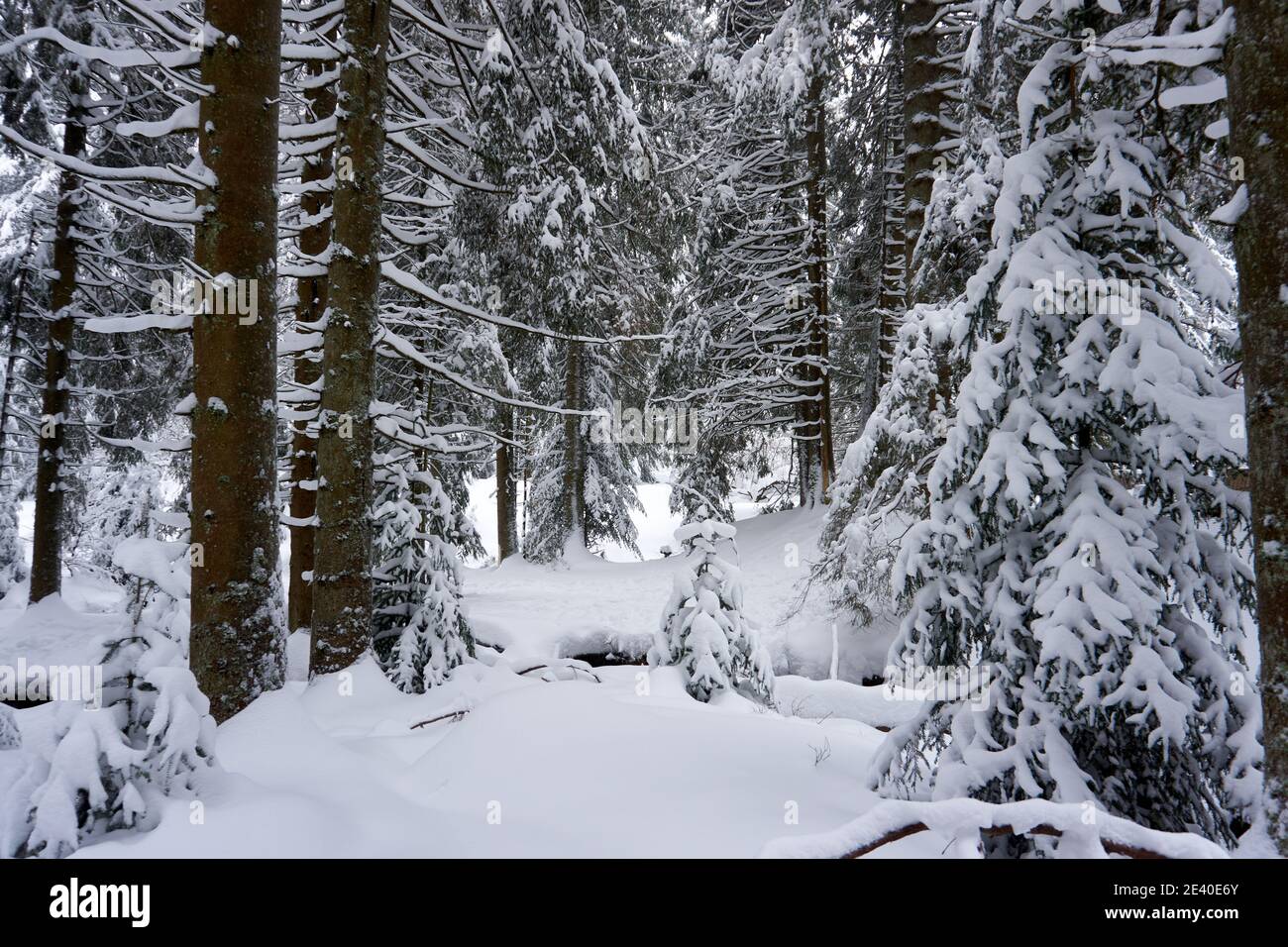 Mesmerizing shot beautiful snow hi-res stock photography and images - Alamy