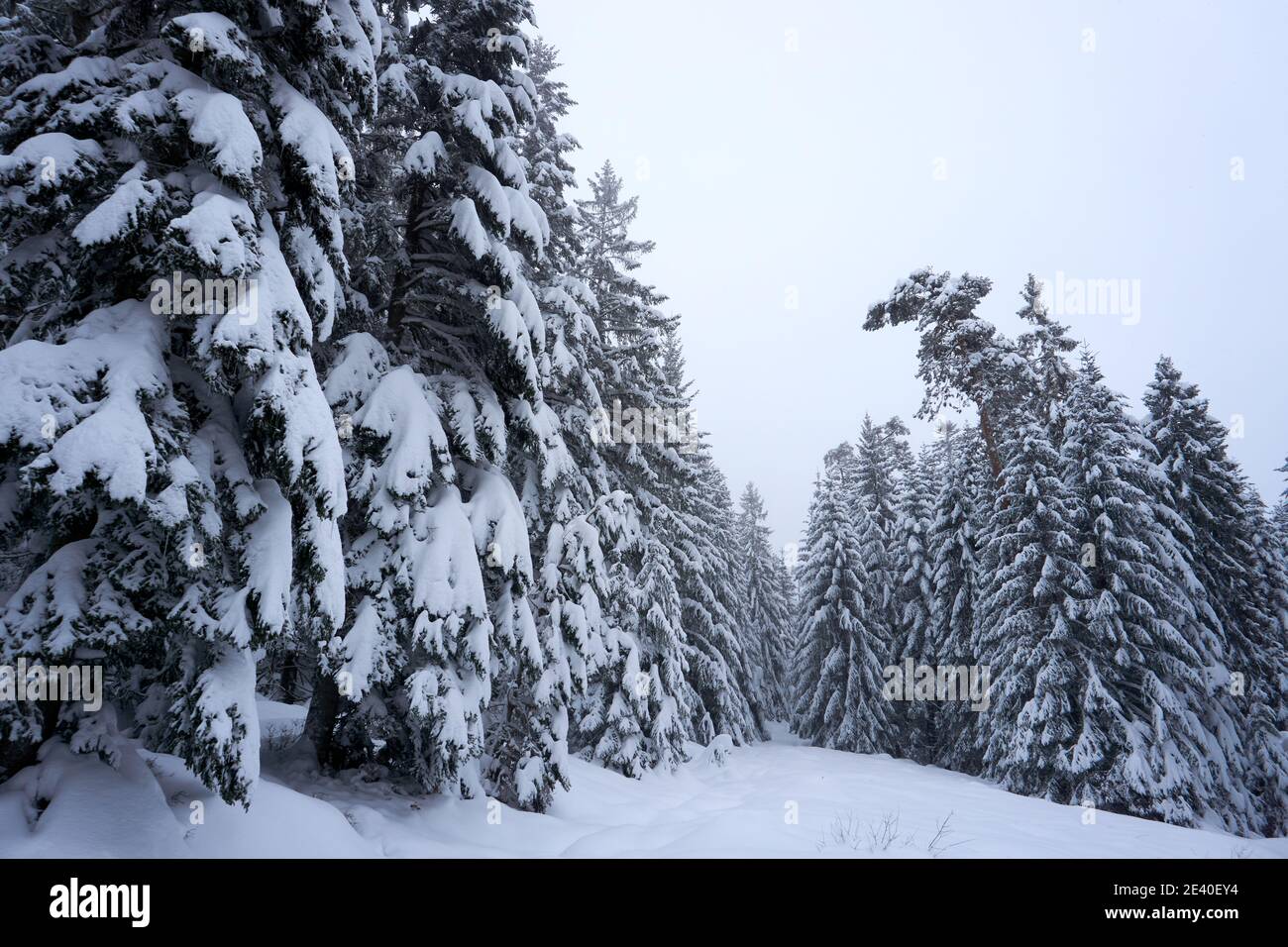 Mesmerizing shot beautiful snow hi-res stock photography and images - Alamy