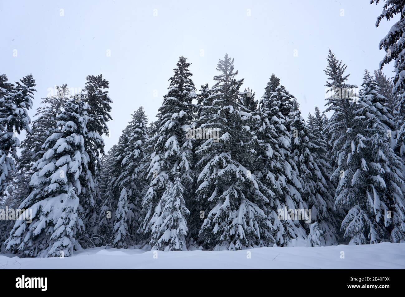 Mesmerizing shot beautiful snow hi-res stock photography and images - Alamy