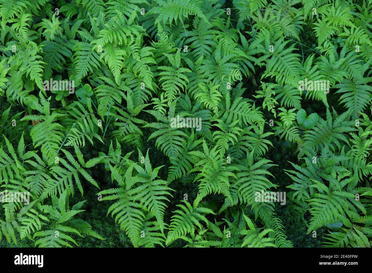 Floral background in Norway. Green plant texture. Fern background Stock ...