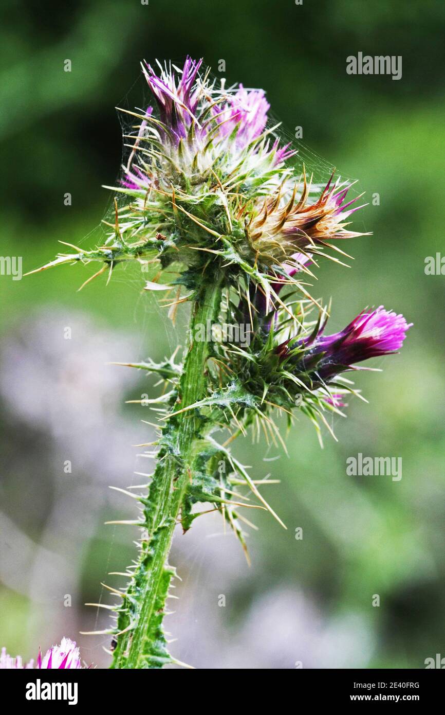 Ringdistel High Resolution Stock Photography and Images - Alamy