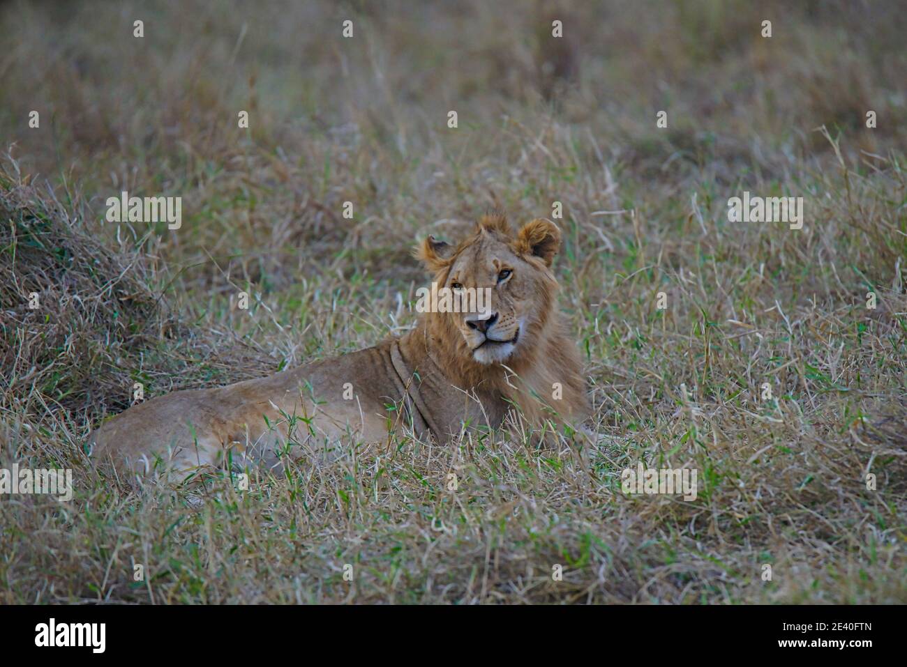 A lion lay resting on the grass. Large numbers of animals migrate to ...