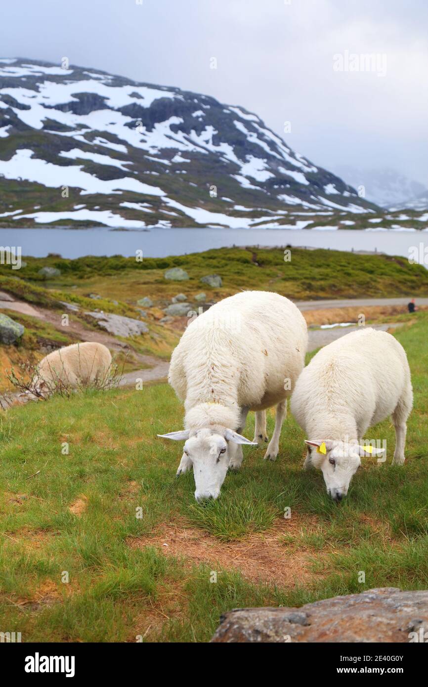 Norway sheep breed hi-res stock photography and images - Alamy