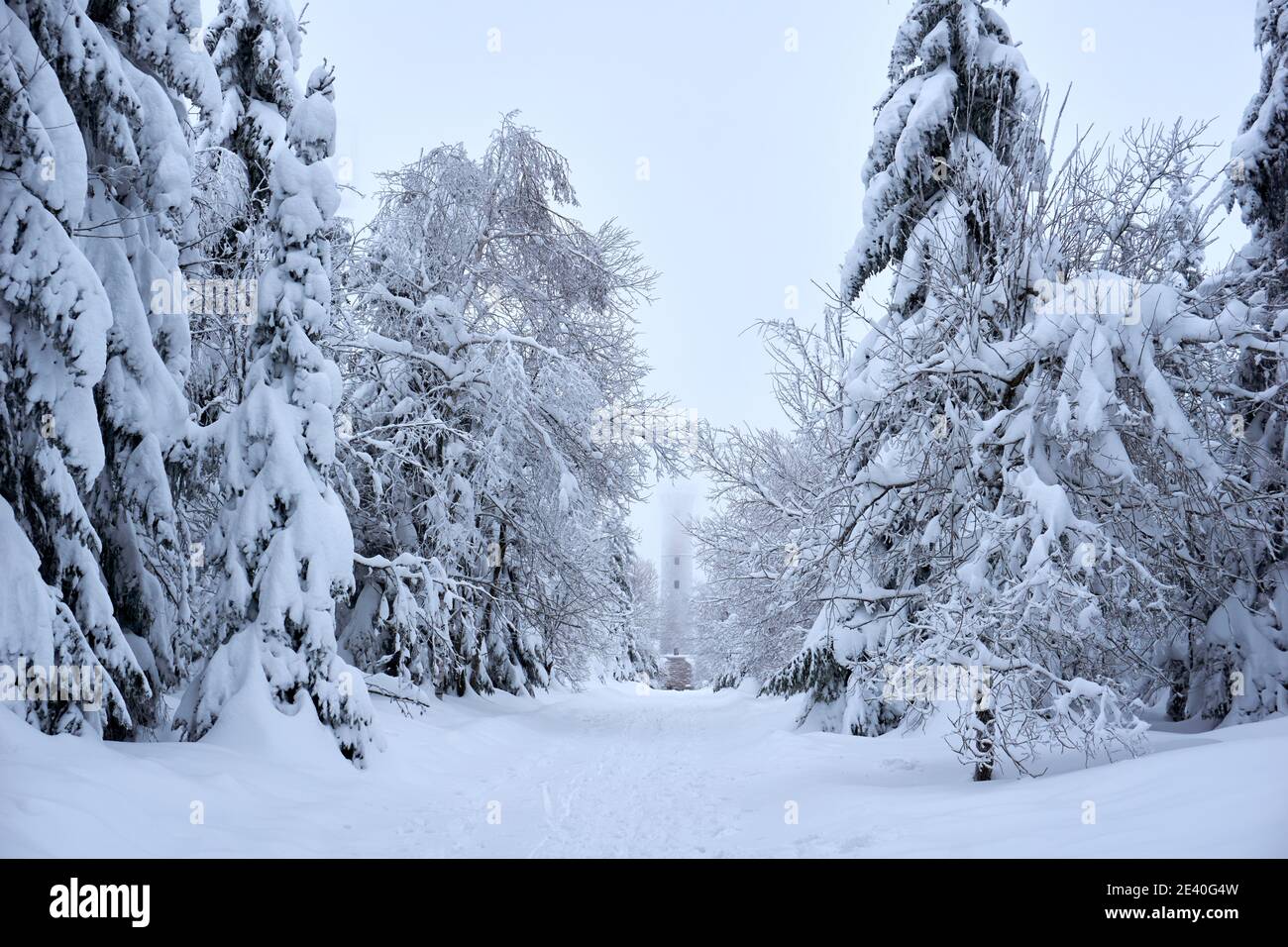 Beautiful path surrounded by snow-covered trees in the forest Stock ...