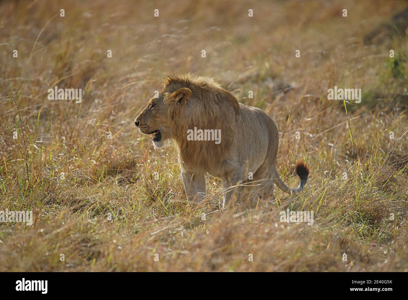 A male lion stood on the grassland and observed the movement of its ...