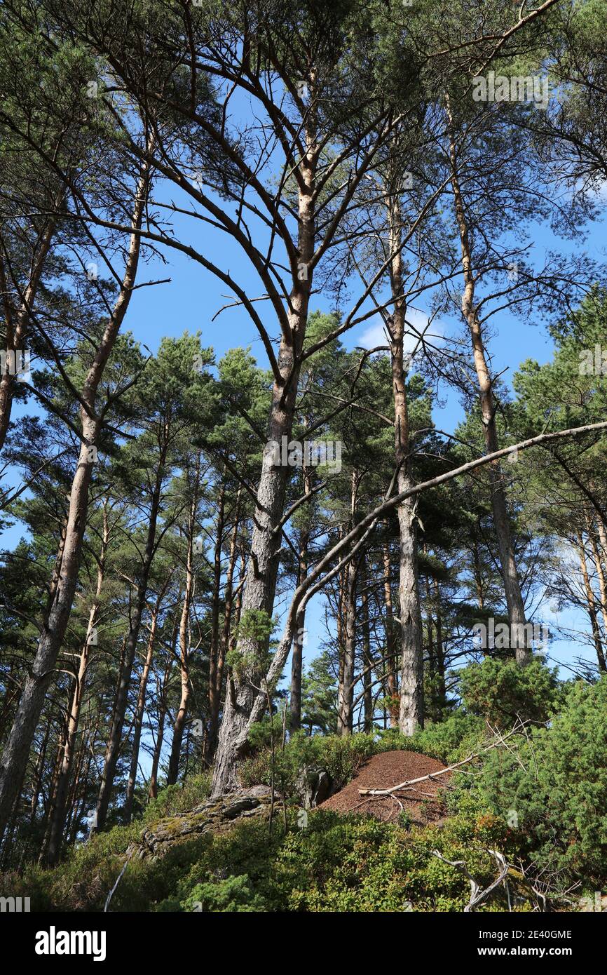Norway nature - forest view with anthill in Vestland region Stock Photo ...