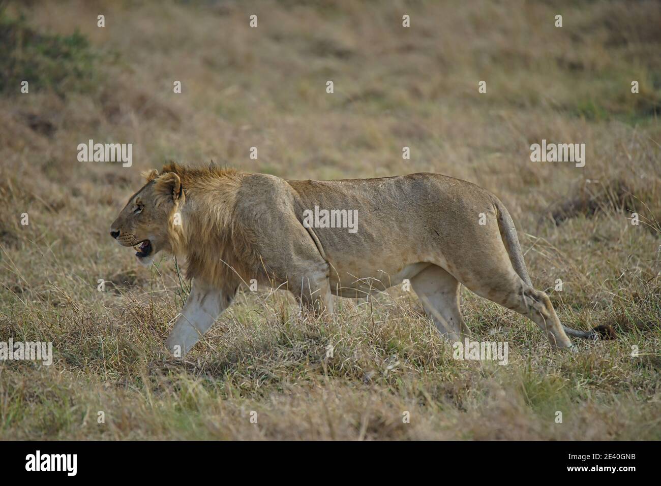 A lion on the grassland, waiting for the chance to prepare for the hunt ...
