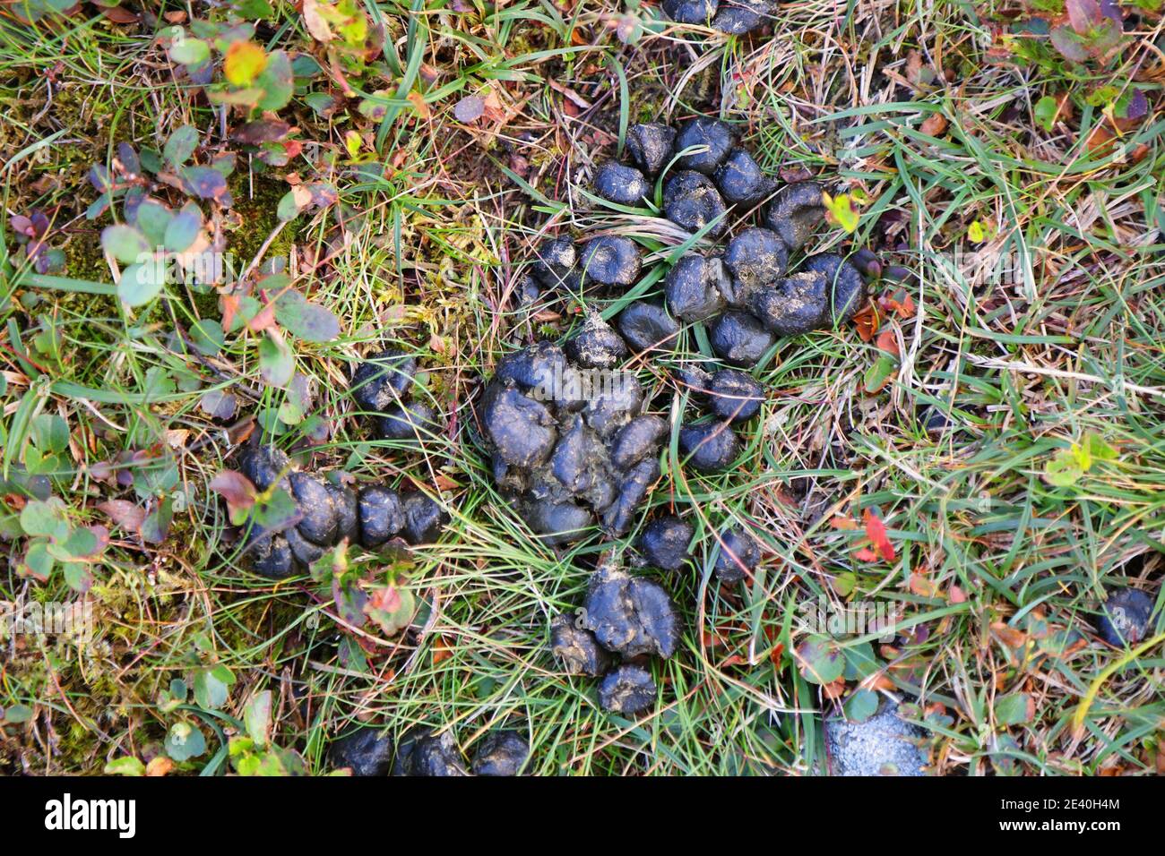 Sheep manure - animal droppings in the grass. Norway agriculture Stock ...