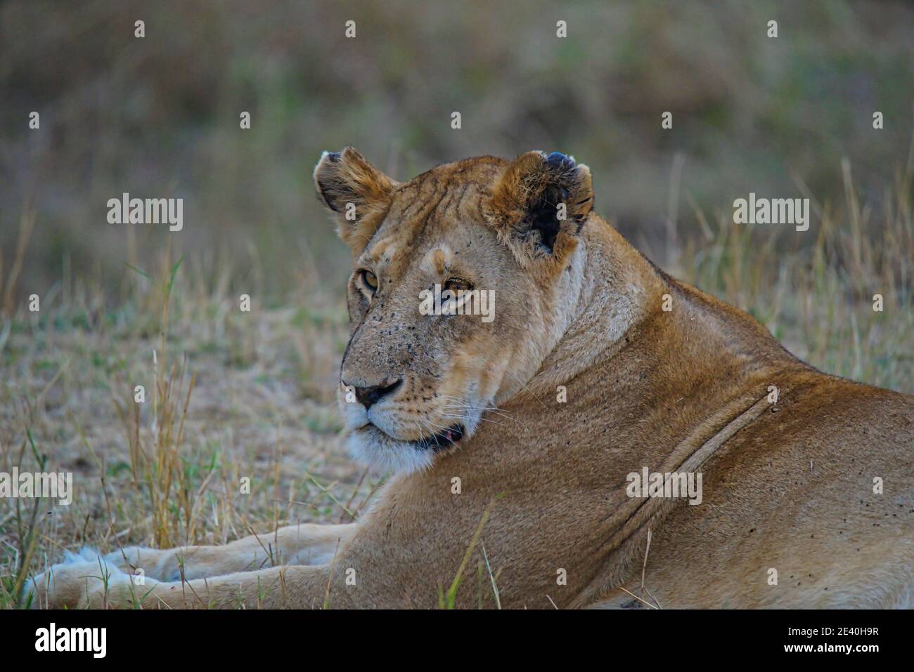 Female lion relaxing on grass hi-res stock photography and images - Alamy