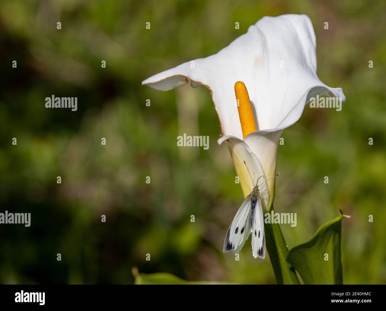 Butterfly lilies hi-res stock photography and images - Alamy