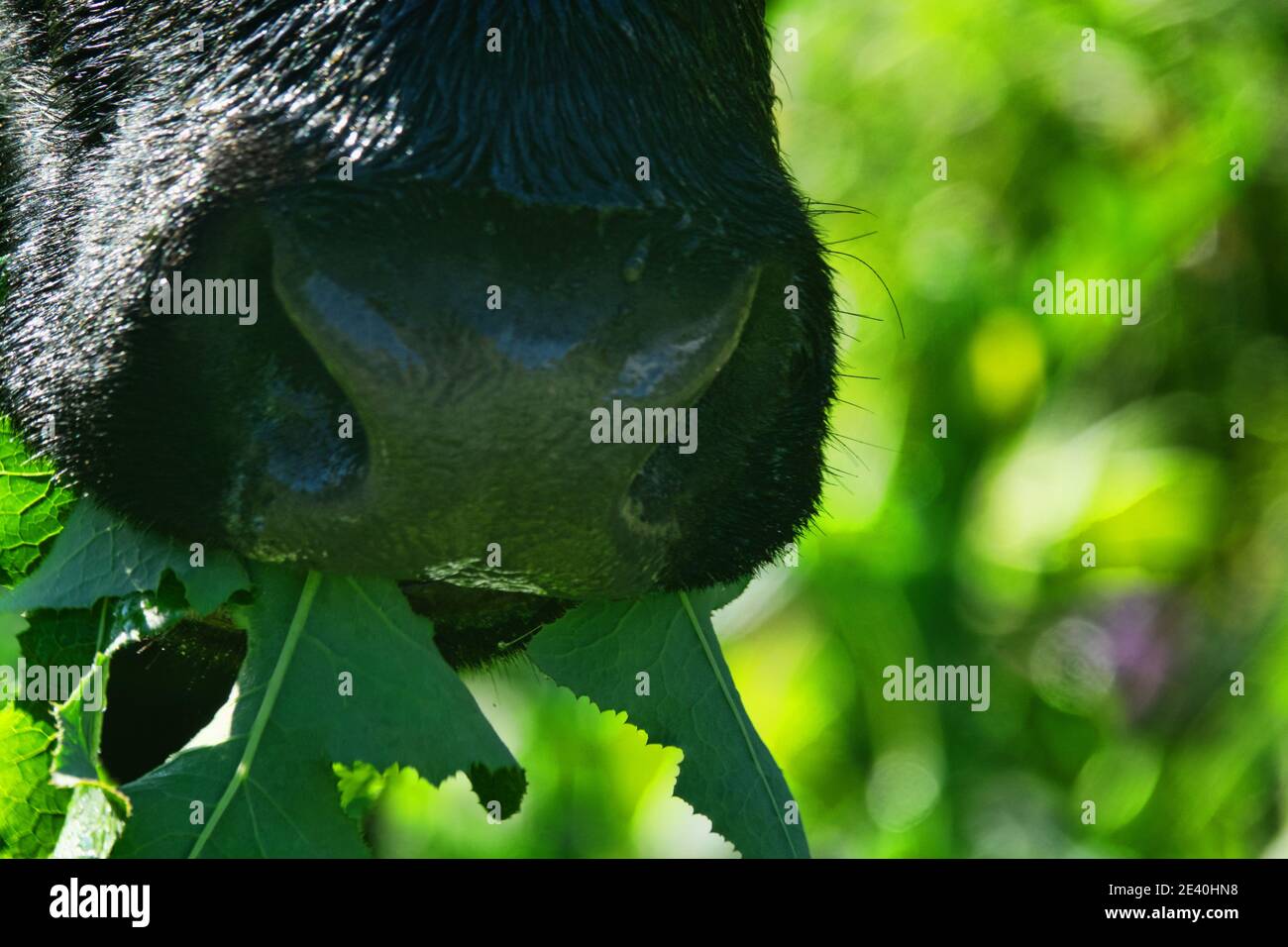 Close-up of a black chewing cow's face, masticate the grass Stock Photo ...