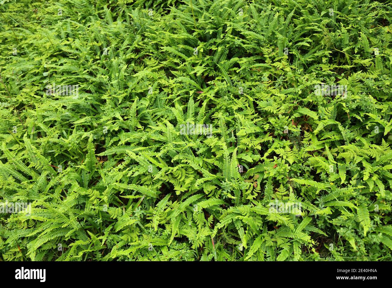 Floral background in hi-res stock photography and images - Alamy