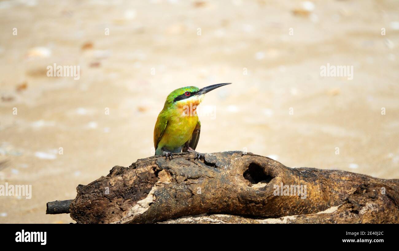 Blue-tailed Bee-eater (Merops philippinus) sits on a beautiful root ...