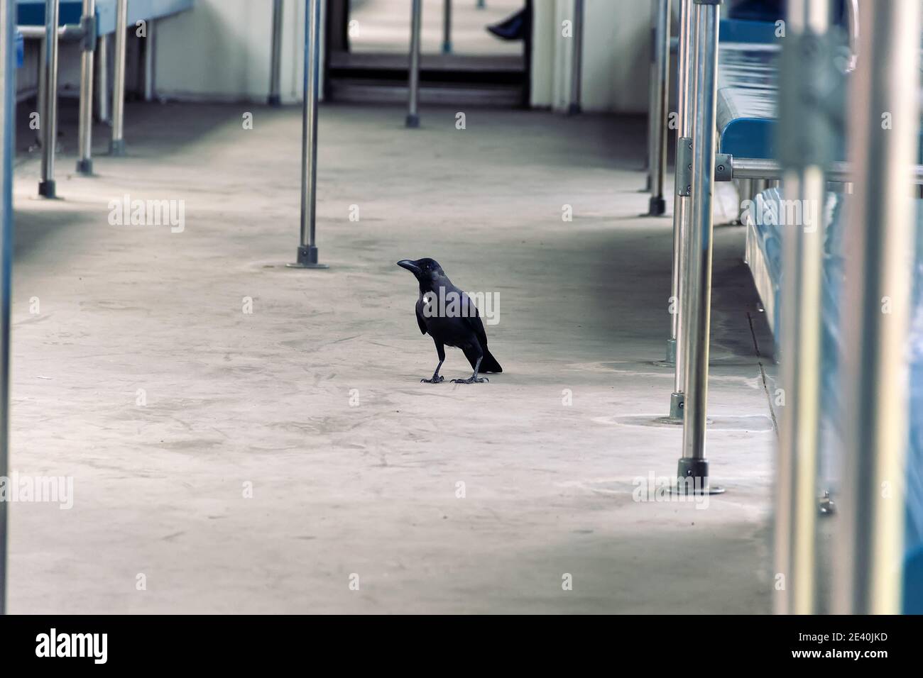 Indian House Crow flew into the station and caws. In Sri Lanka crows ...