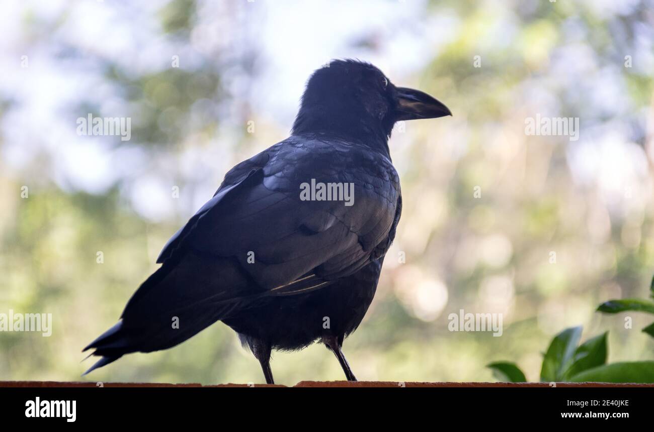 Indian jungle crow (Corvus culminatus). Crow in the city, synanthropic ...